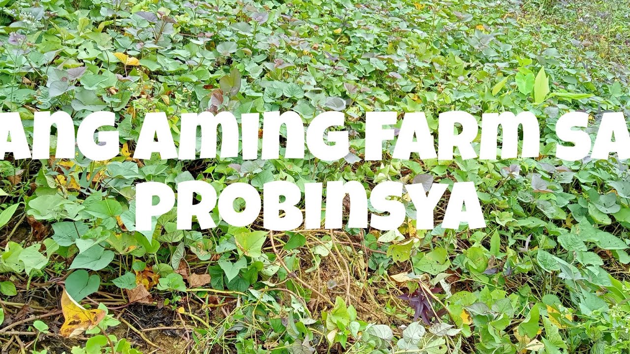 PANOORIN NYO ANG AMING FARM SA PROBINSYA AT ANU-ANO ANG MGA PANANIM ...