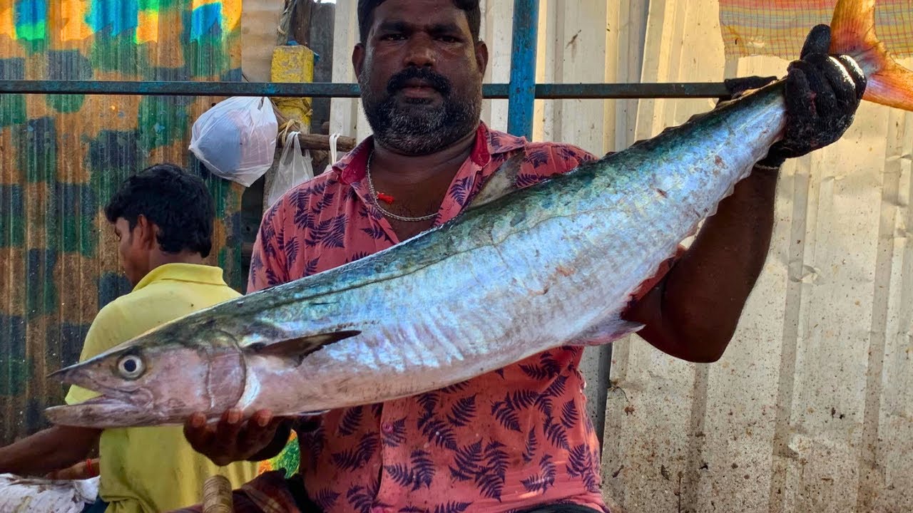 Kasimedu Minnal Raja Vanjiram Fish Cuts🔥🔪Kasimedu Fish Slices 🔥KF FISH ...