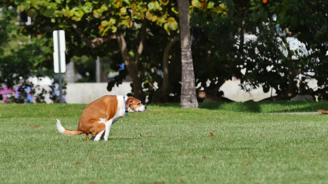 Dog Laying Down an Amazing Turdy Pewp Poop In Park - YouTube