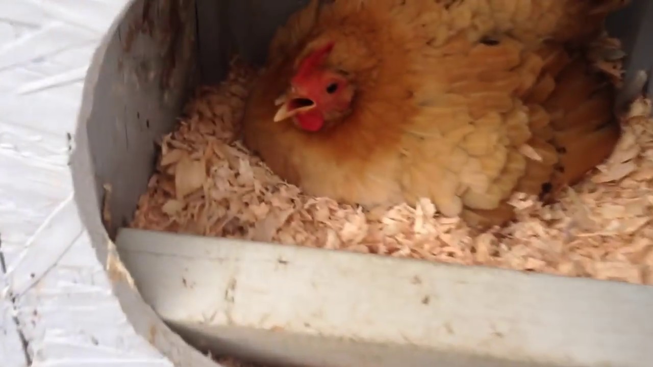 Chickens Can Talk Too :o - YouTube