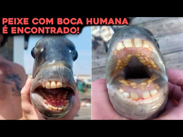 Peixe Com Rosto Humano Peixe Com “rosto Humano” é Encontrado Na