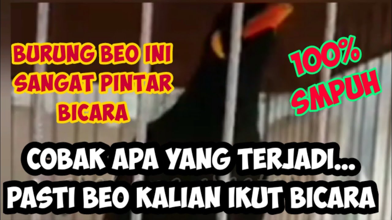 burung beo bicara siapa itu - YouTube