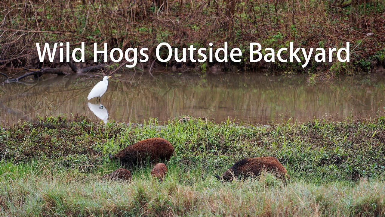 Wild Hogs Outside Backyard - YouTube