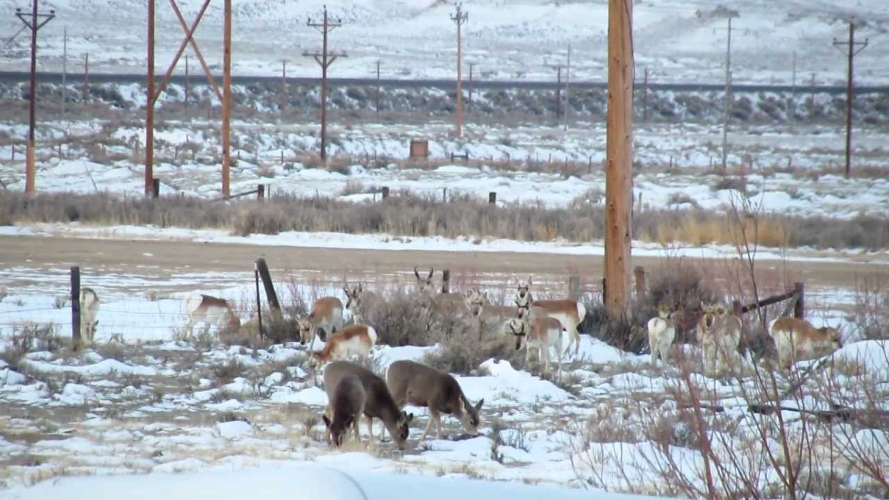 Deer and antelope play - YouTube