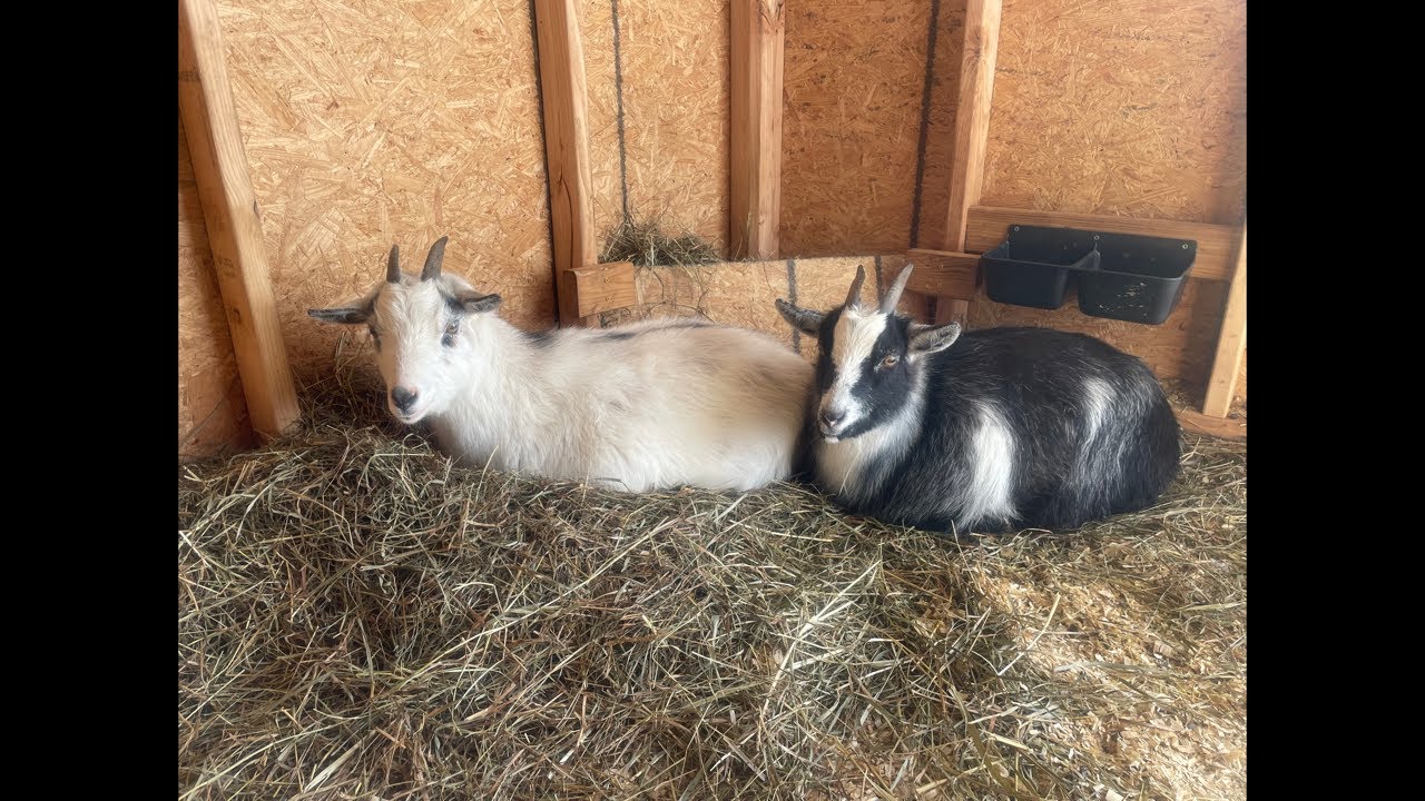 goat night chores - YouTube