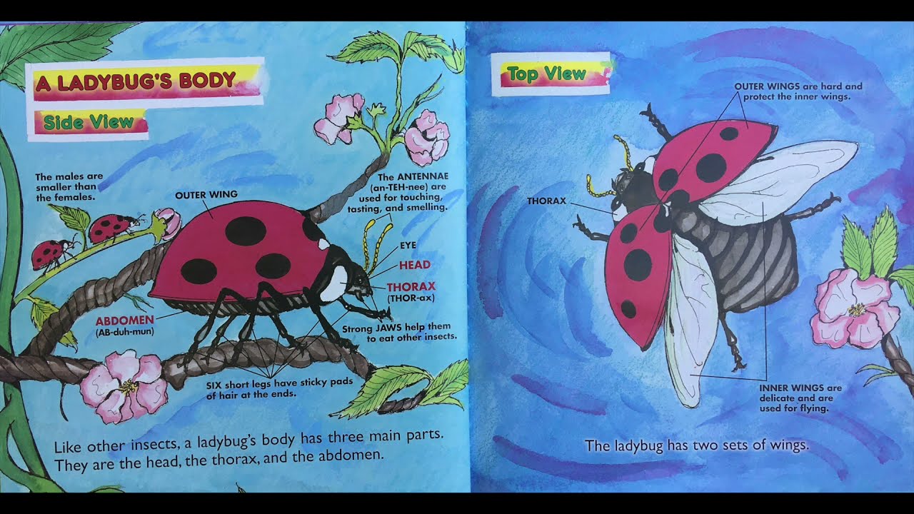 Read Aloud: Ladybugs - YouTube