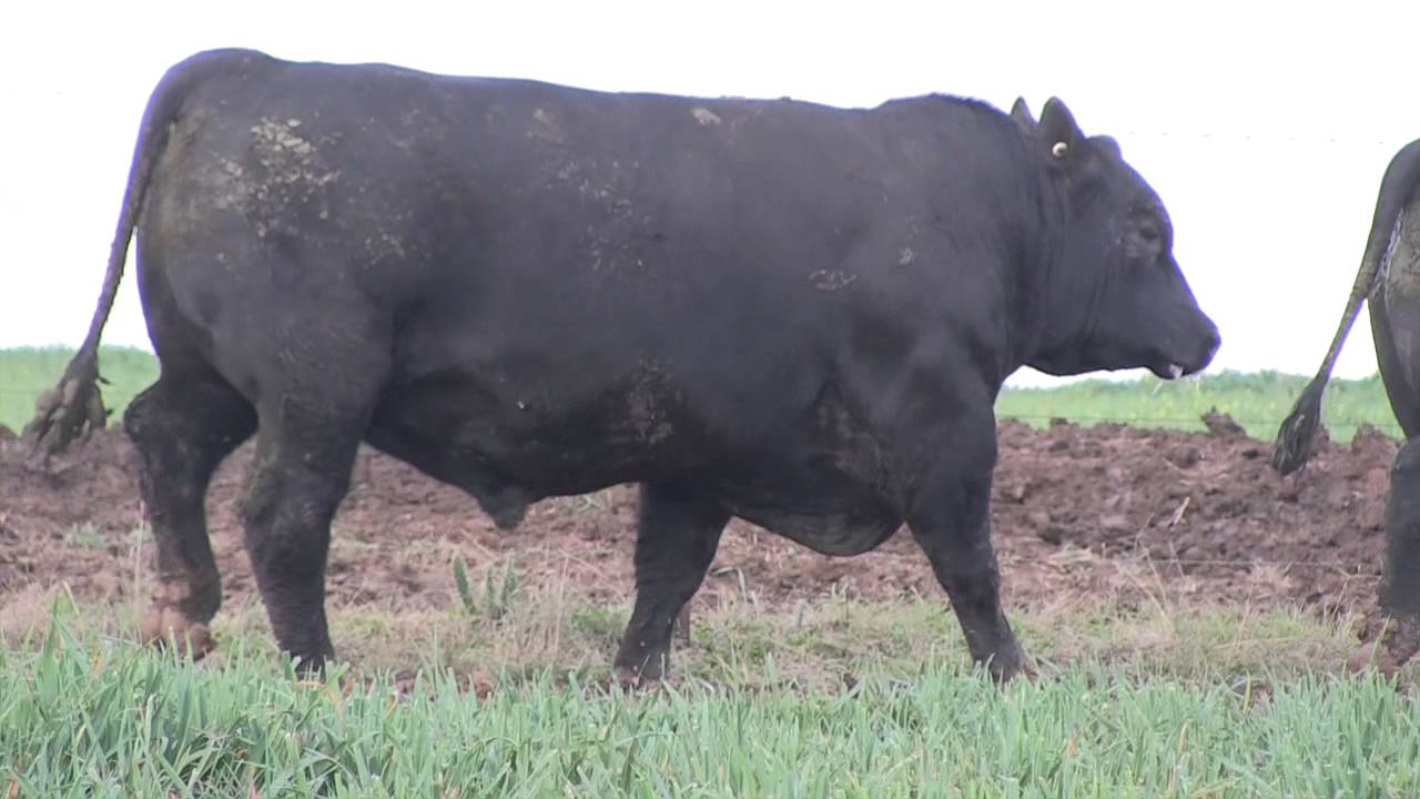 Clunie Range - LOT 12 Clunie Range Gifted J459 - YouTube