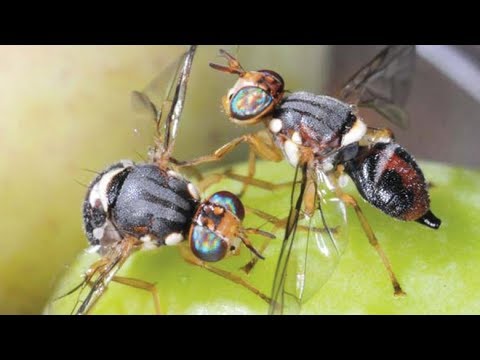 Agrimag | La Mosca dell'olivo (Bactrocera oleae | Dacus oleae) - YouTube