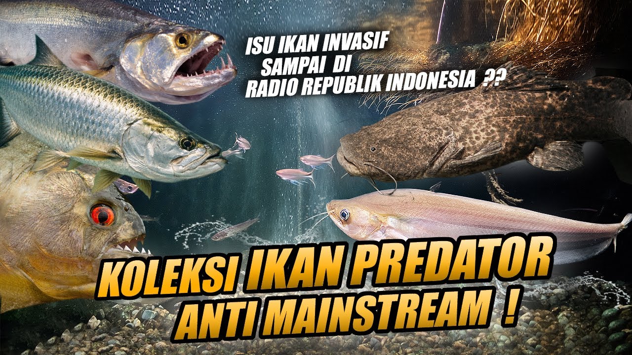 INI DIA !! ASIKNYA KEEP IKAN PREDATOR ANTI MAINSTREAM || UPDATE KOLEKSI ...