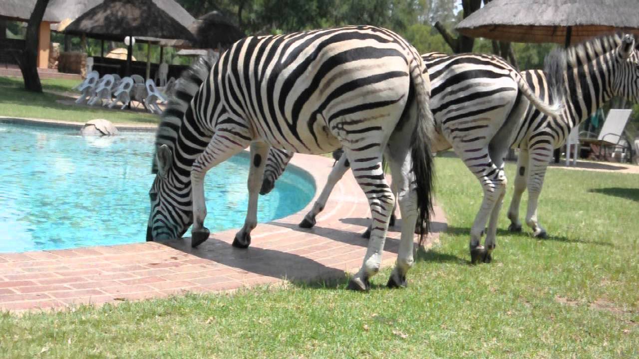 Zebra at Swimmingpool.AVI - YouTube