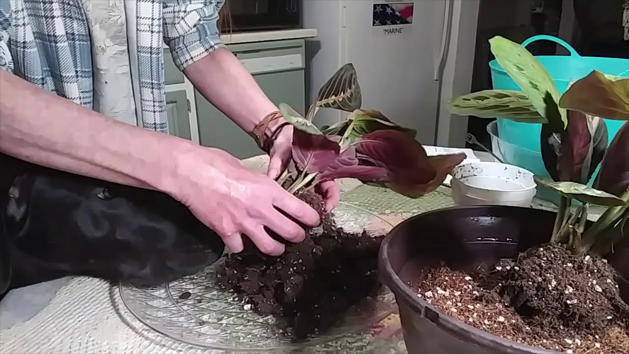 Perrico Plant Co Unboxing - YouTube