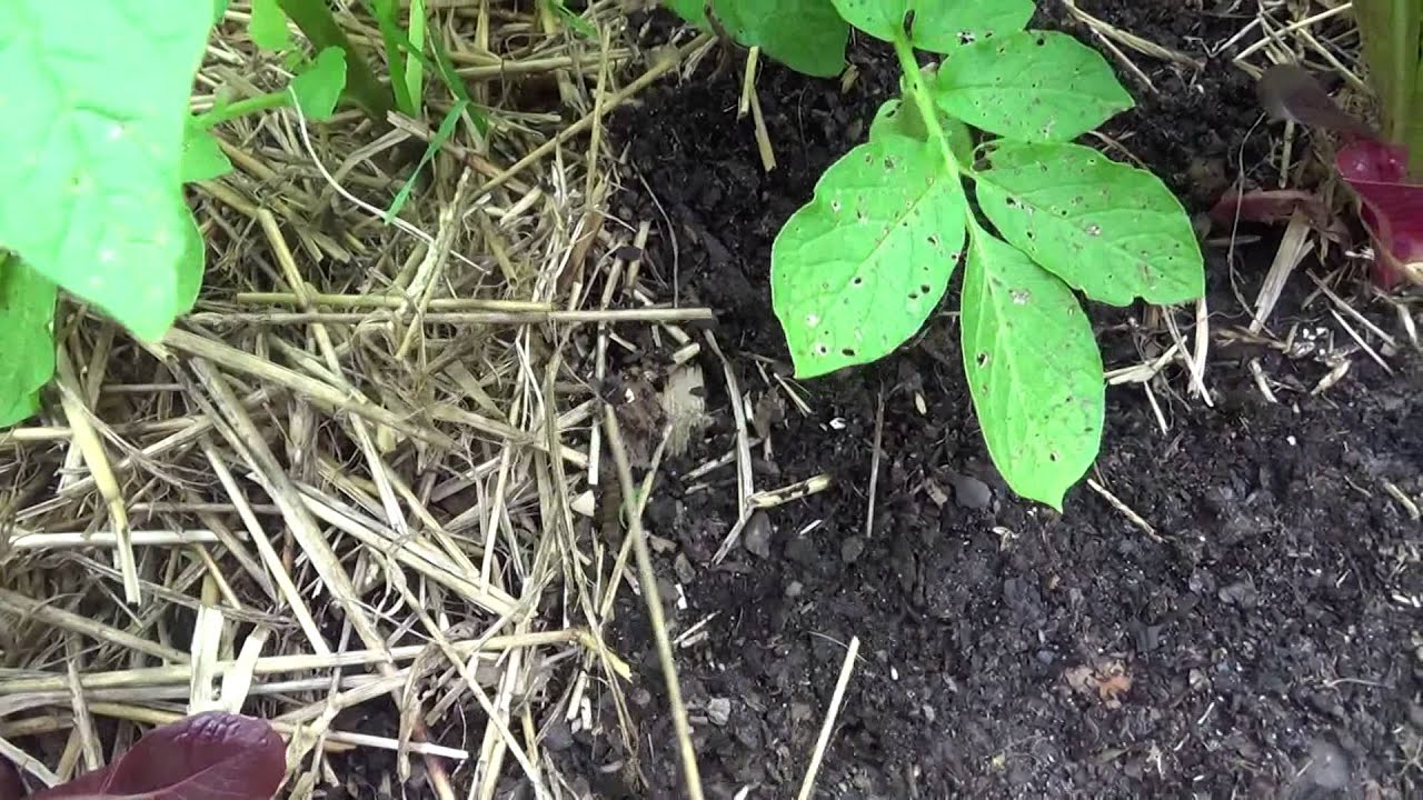 Growing potatoes update on TPS (True potato Seeds), and pulling the ...