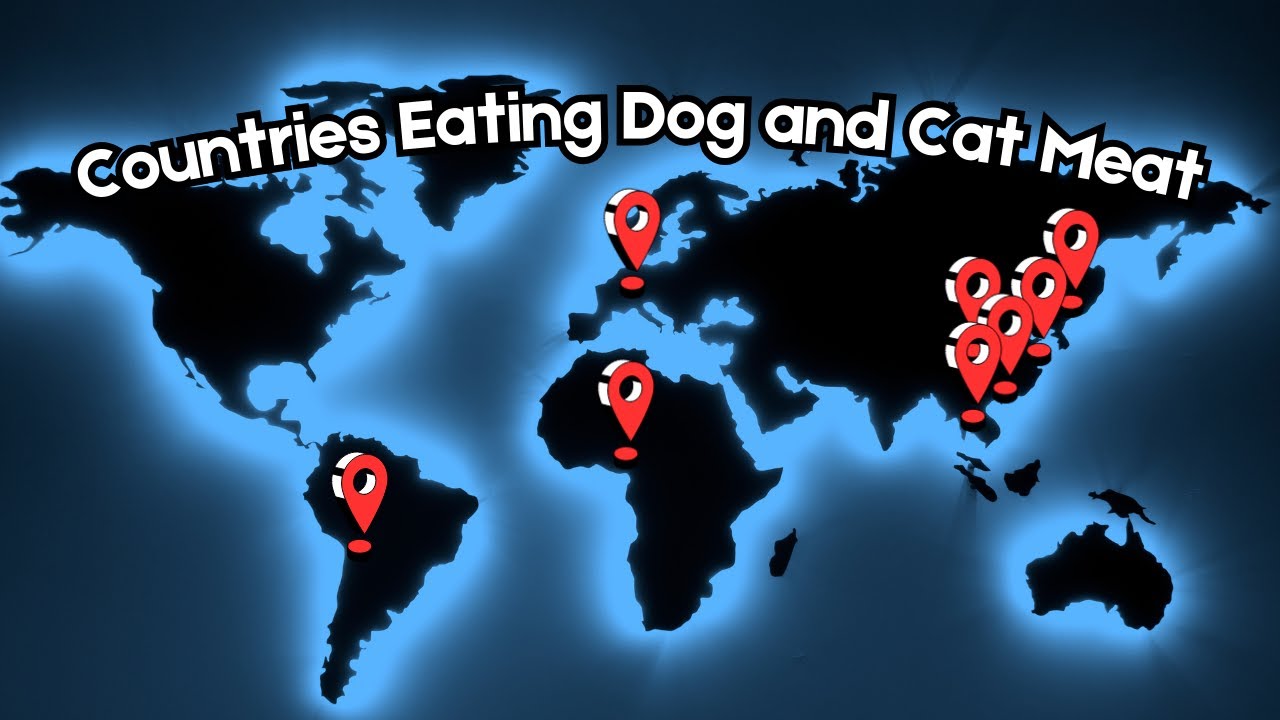 The Truth About Countries Eating Dog and Cat Meat #dogmeat #catmeat # ...