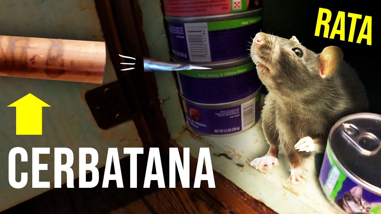 LA MEJOR MANERA DE DESHACERSE DE LAS RATAS RÁPIDAMENTE!! pistola de ...
