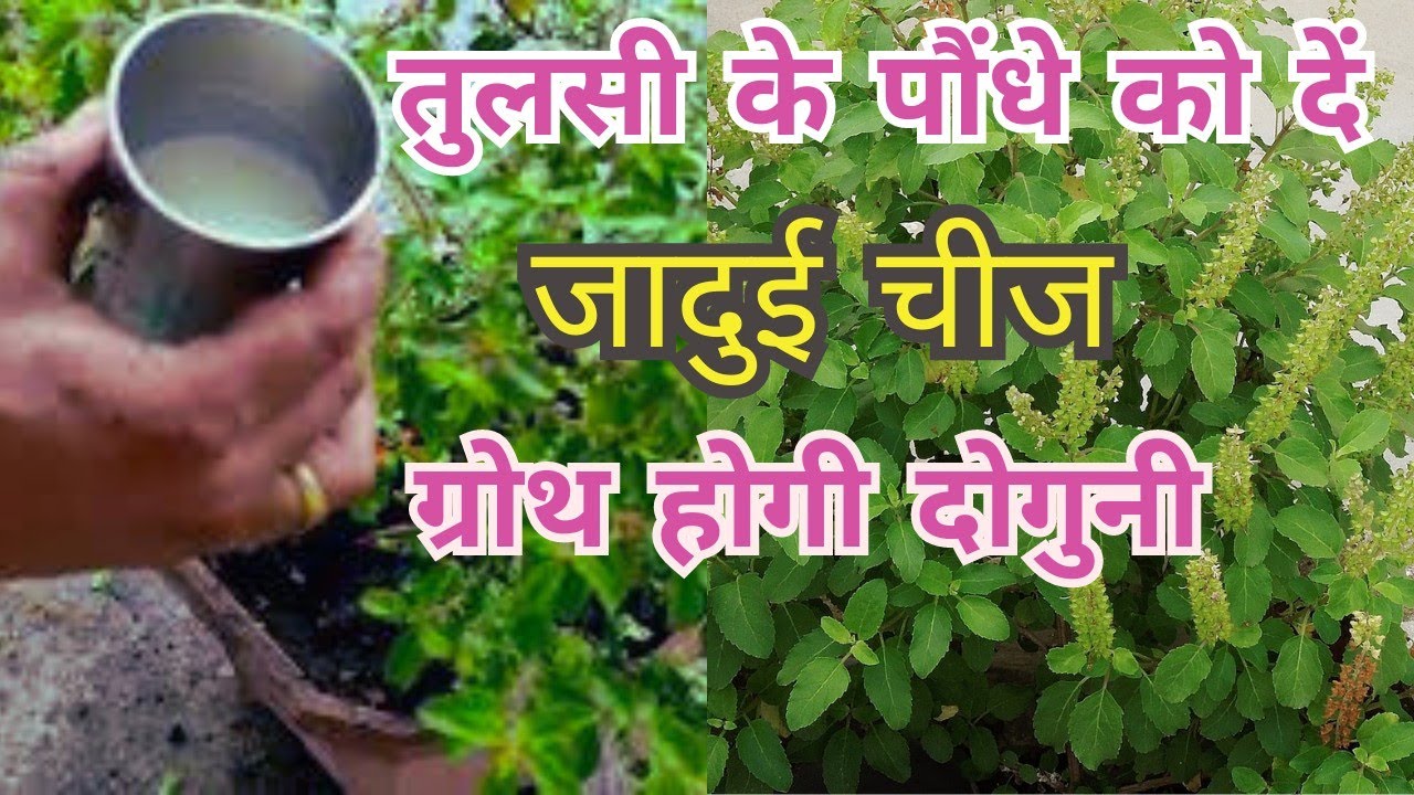 तुलसी के पौंधे को दें ये जादुई चीज तुलसी बढ़ेगी तेजी से। Tulsi Ke ...