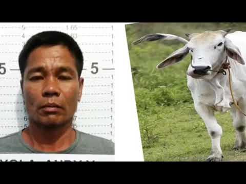 Seorang pria menyetubuhi seekor sapi sampai hamil