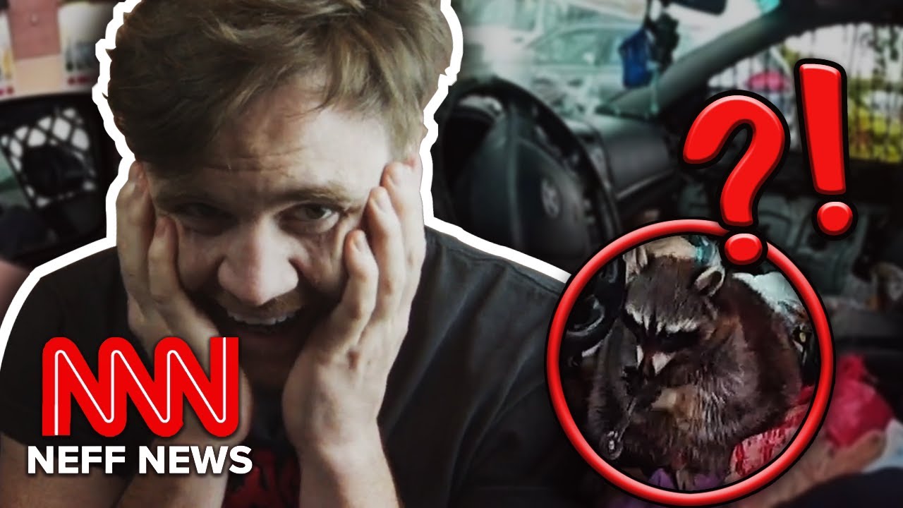 This Racoon Can't Stop Doing Drugs | Neff News - YouTube