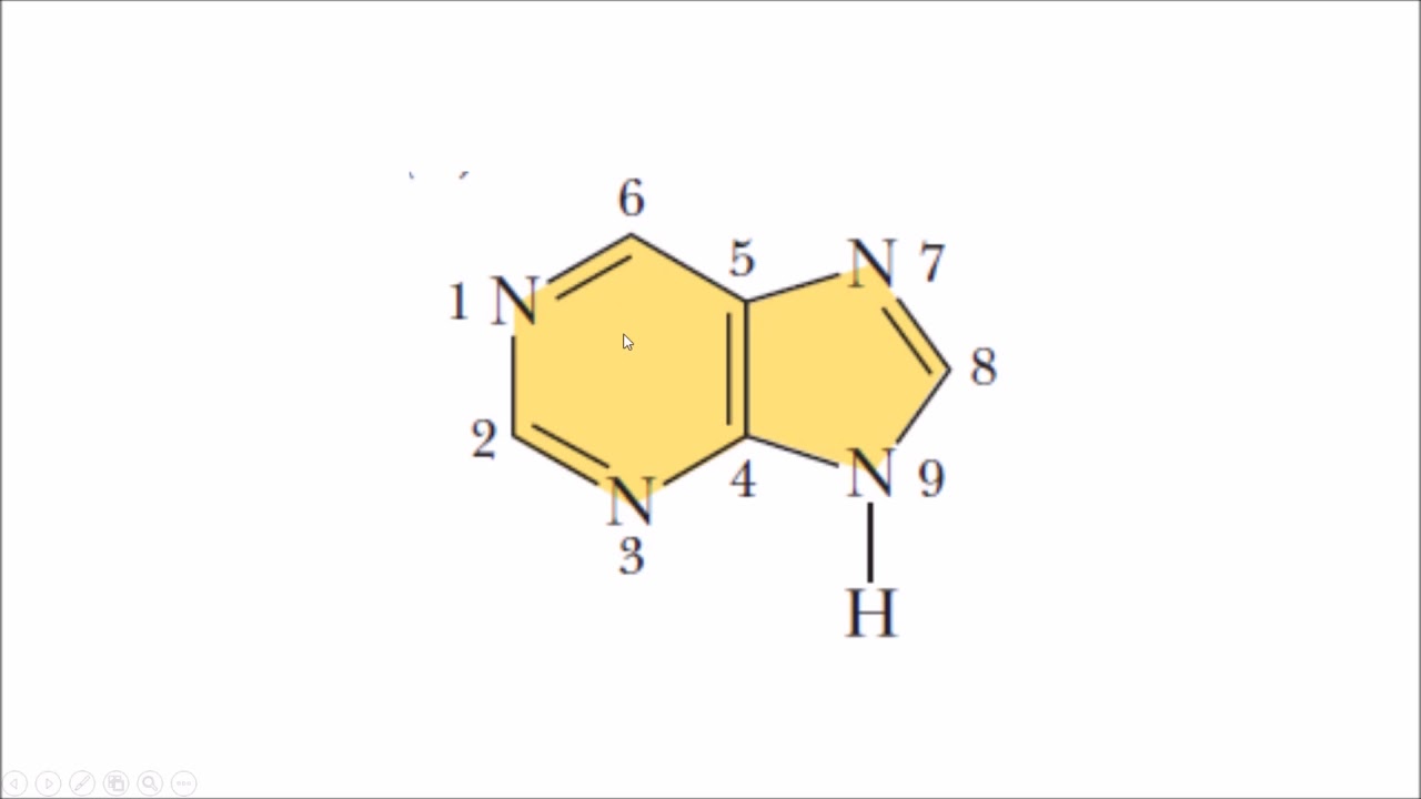 numeración purinas purine numbering DNA RNA structure estructura ...