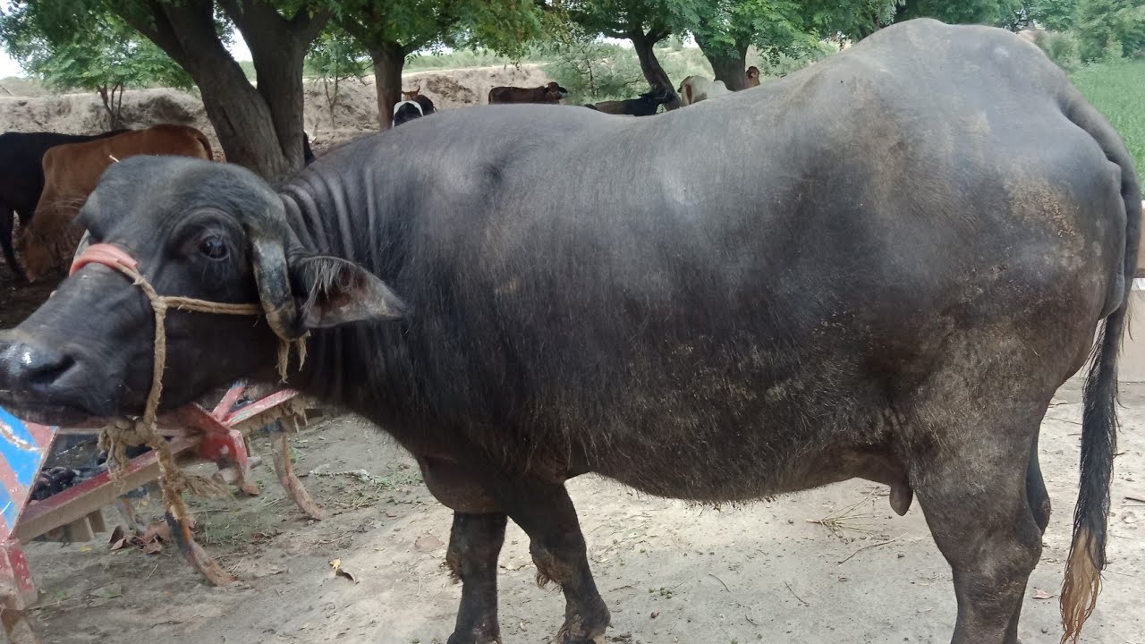 beautifull neeli ravi buffalo for sale in pakistan on youtube 29_7_2019 ...