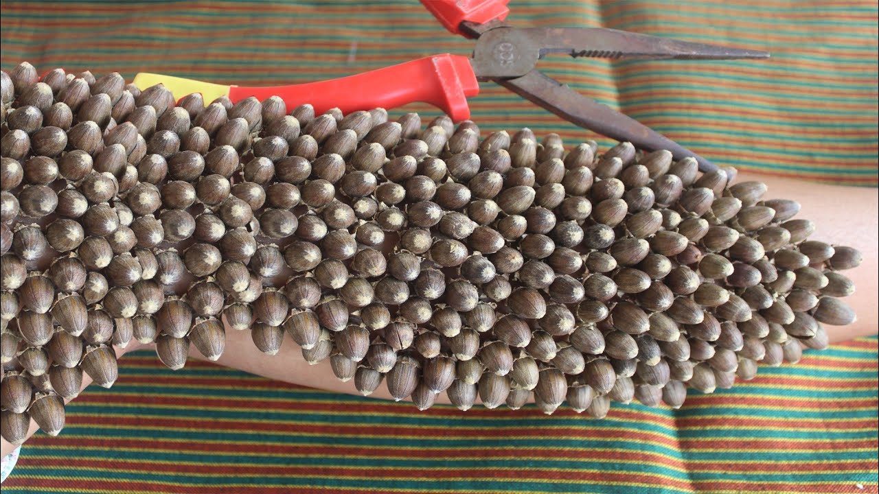 We Help Remove Million Big Ticks on Leg Woman With Pliers That Worked ...