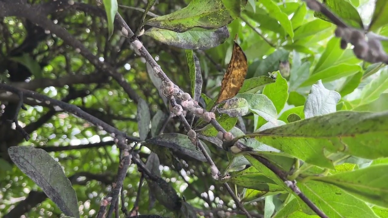 INSECT I.D. - Magnolia Scale on Star Magnolias - YouTube