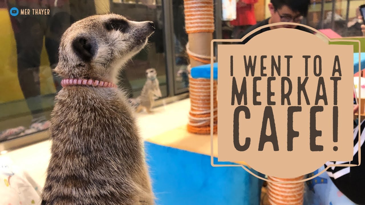 Seoul’s MEERKAT CAFE!! (weird & quirky Seoul) - YouTube