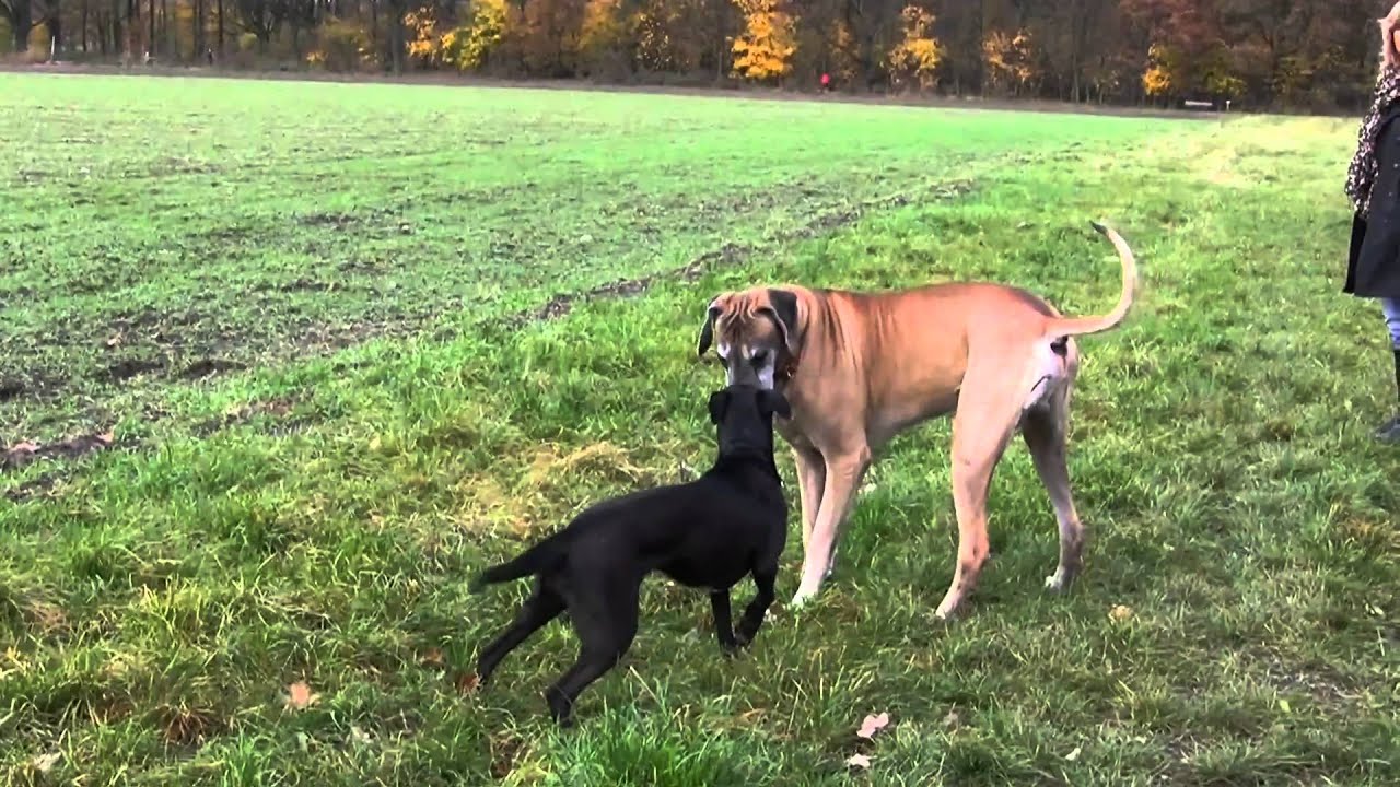 Great Dane Anton & Friend Izzy.mov - YouTube