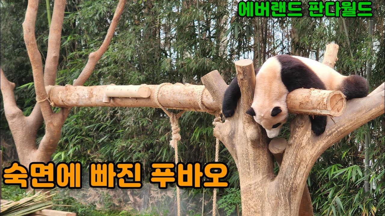 4k 독립생활을 시작한 푸바오 엄마판다 아이바오 아빠판다 러바오 레서판다 등 에버랜드 판다월드 Youtube