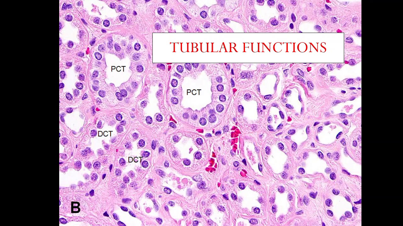 Tubular functions,modes of transport, in kidney - YouTube