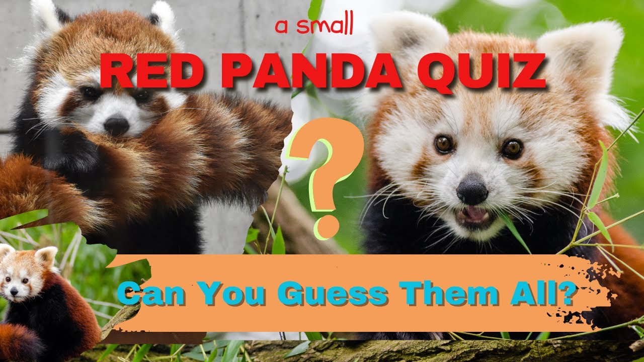 Red Panda Quiz: Can You Guess These Fascinating Facts? - YouTube