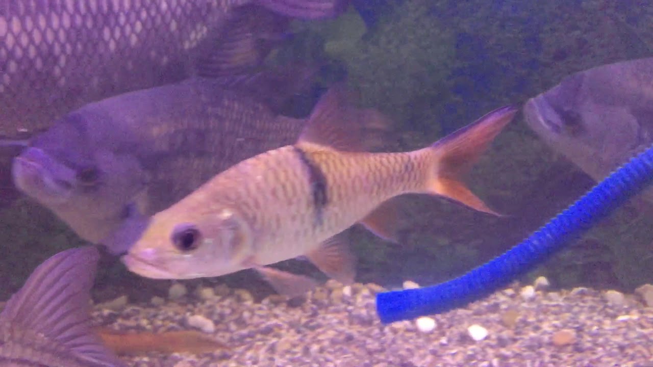 Sebarau Fish - YouTube