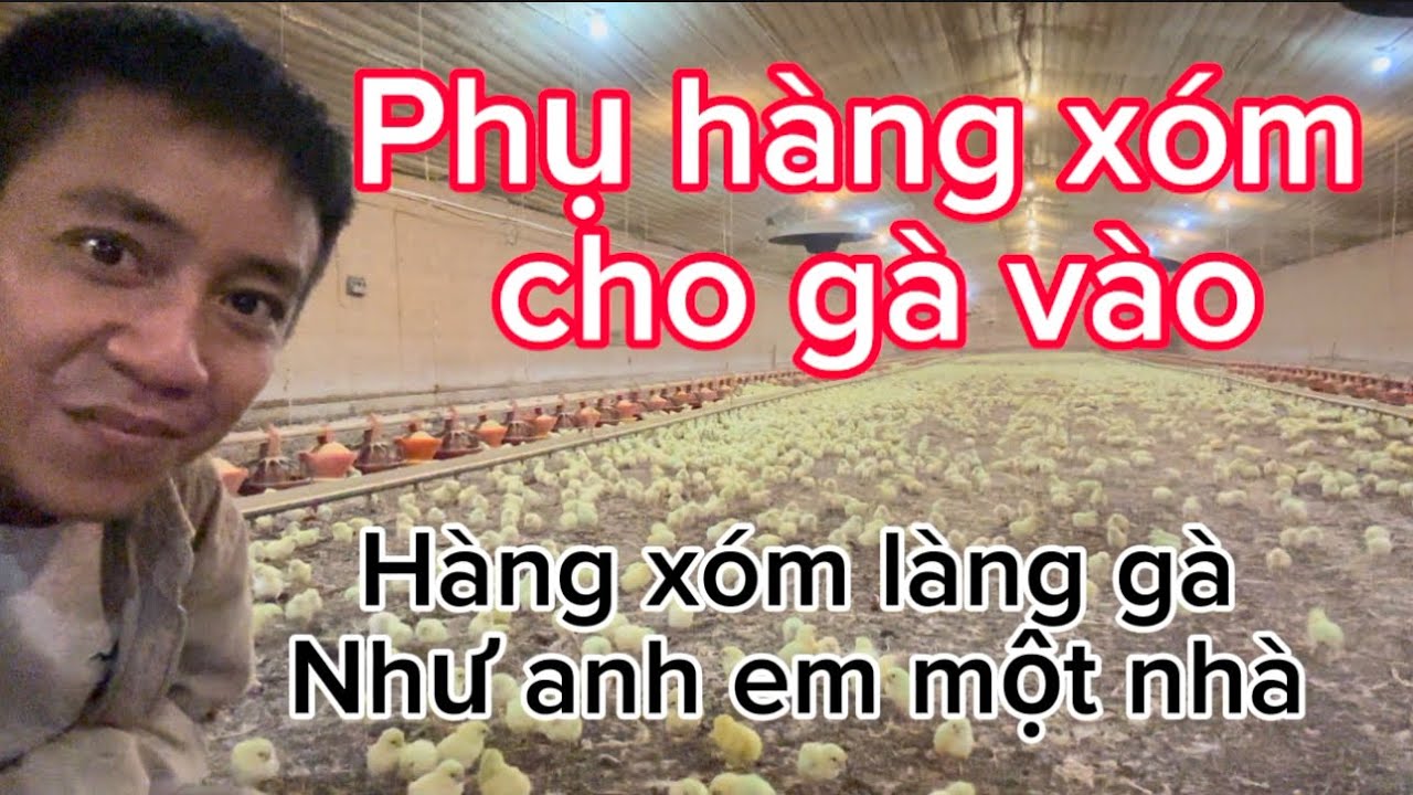 Giúp hàng xóm thả gà… Dân làng gà như anh em trong nhà. - YouTube