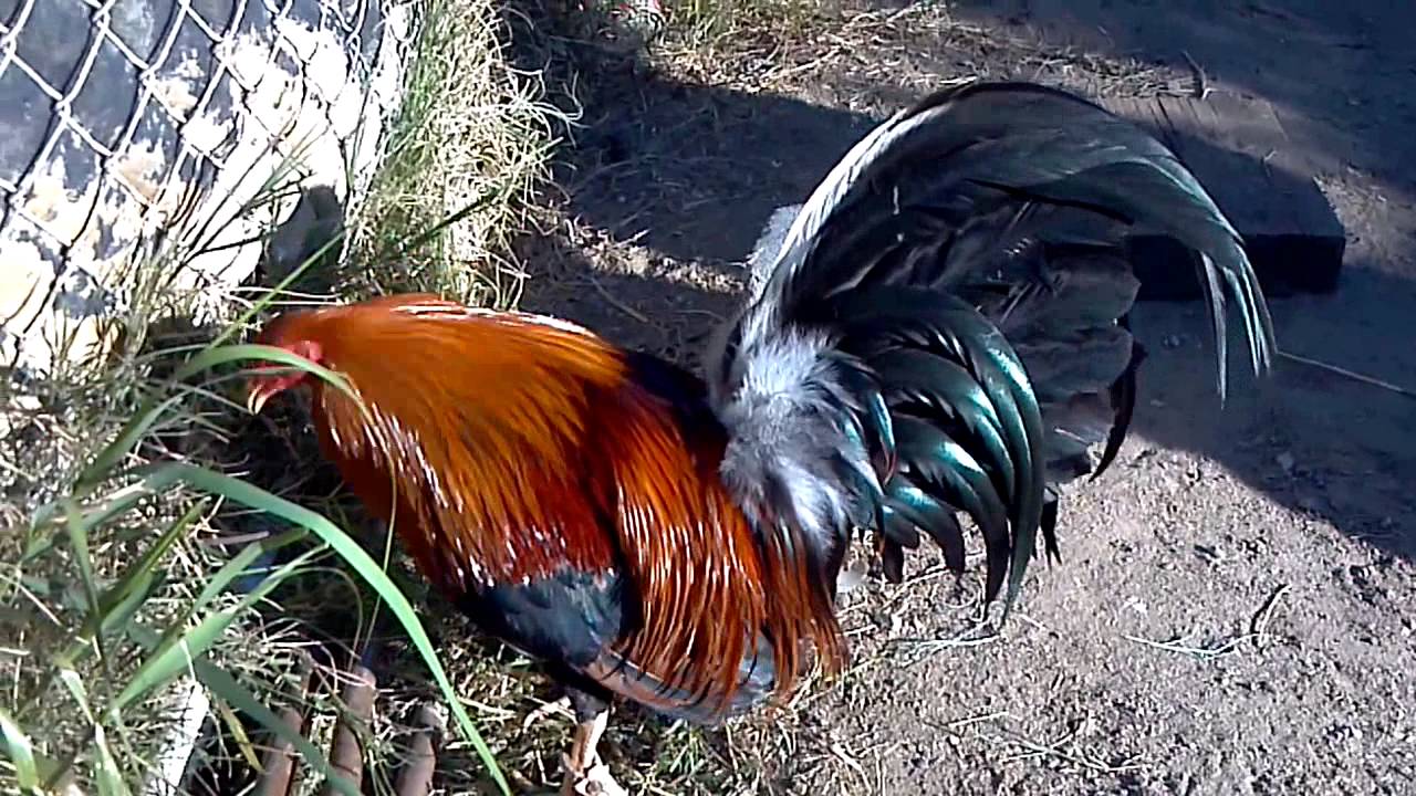 YELLOW LEG HATCH - YouTube