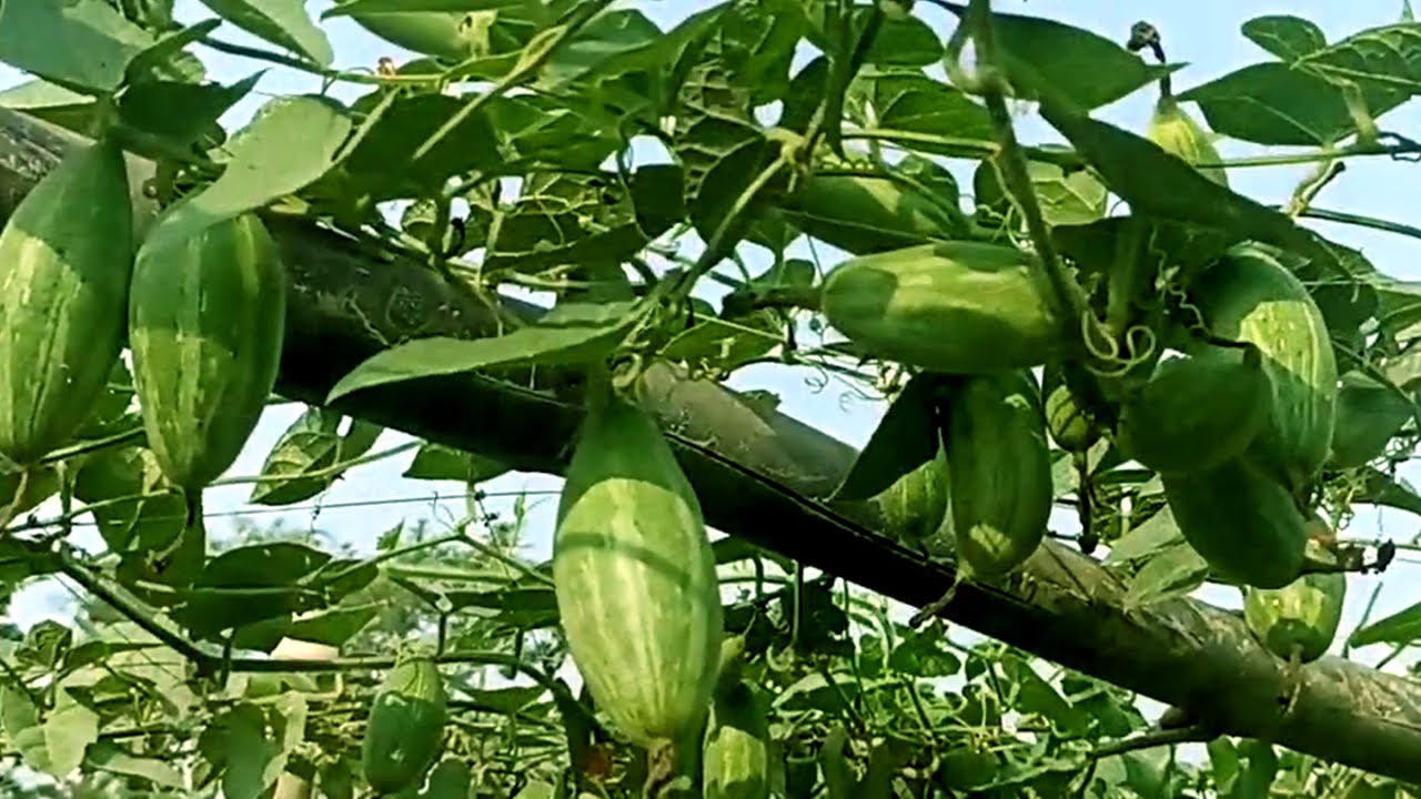 পুরুষ ফুল ছাড়া পটল ধরানোর উপায়। পুরুষ ফুল ছাড়া পটলের পরাগায়ন ...
