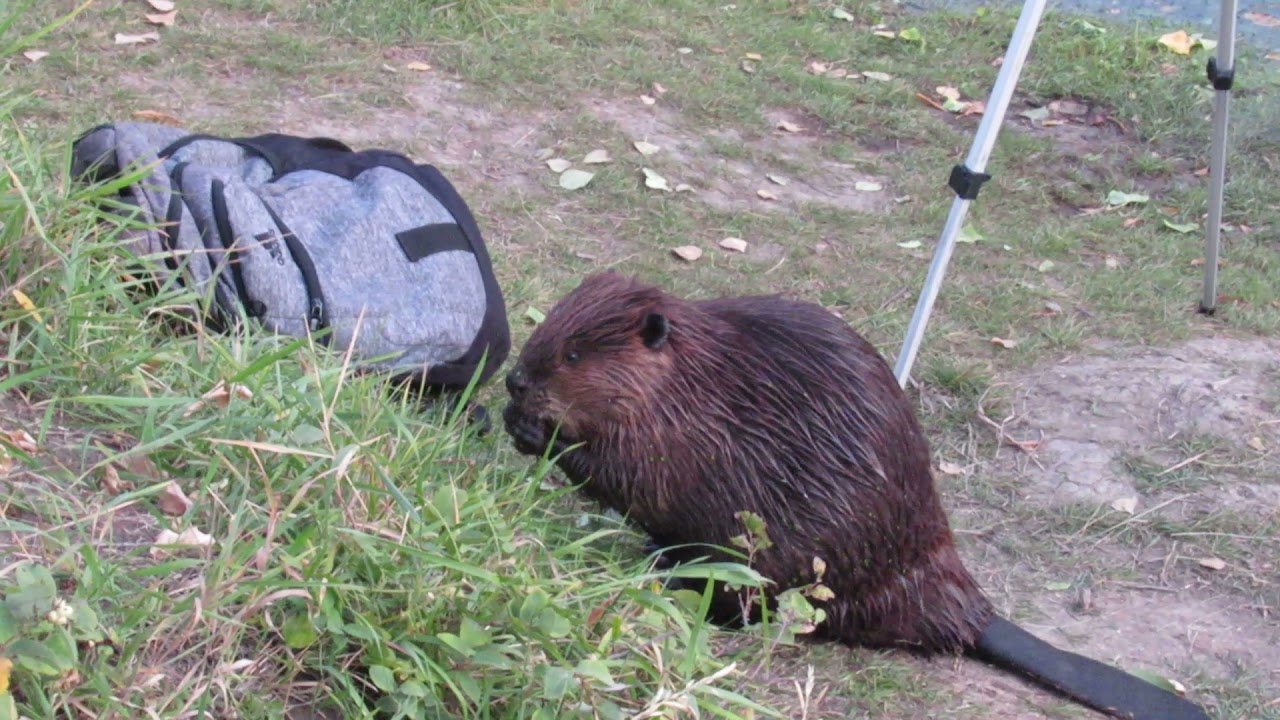 Beaver Checks Out My Tripod and Knapsack then Finds a Branch - YouTube
