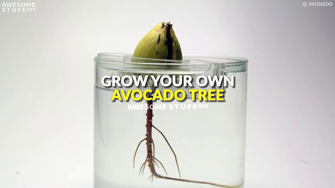 Avocado Tree Starter Kits - YouTube