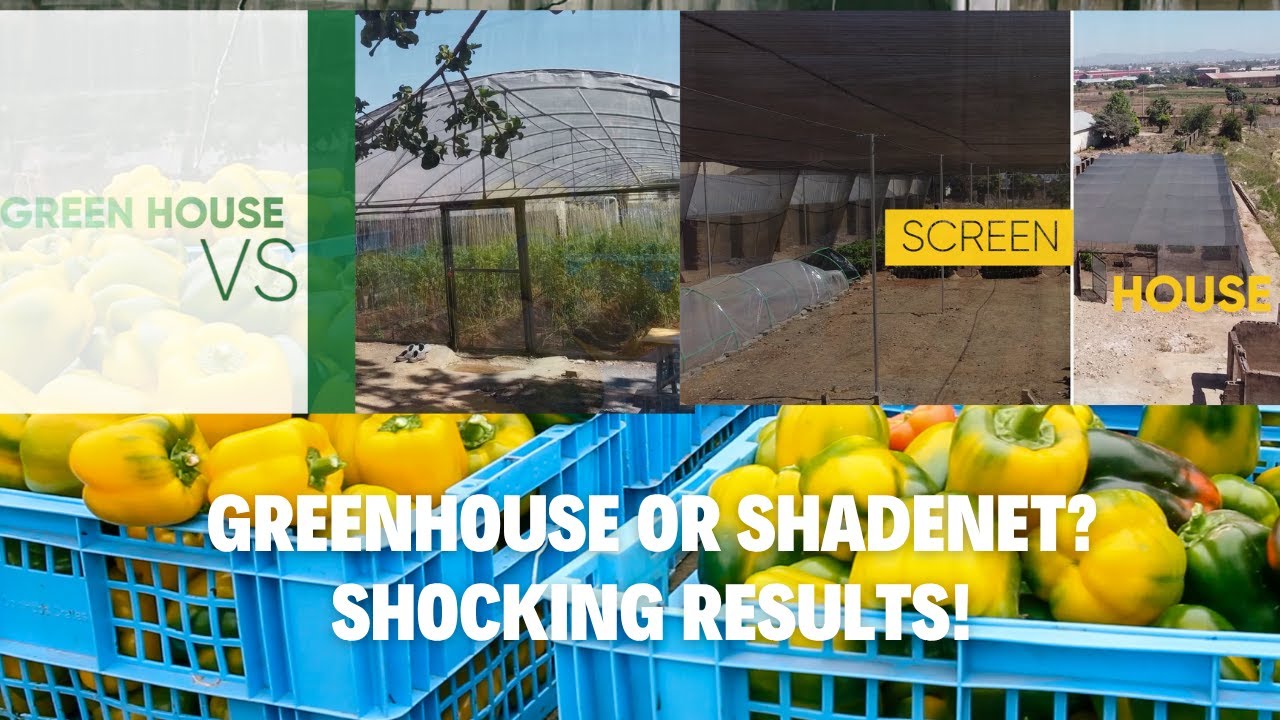 Greenhouse vs Shade Nets: Which Grows Juicier Bell Peppers? Pros, Cons ...