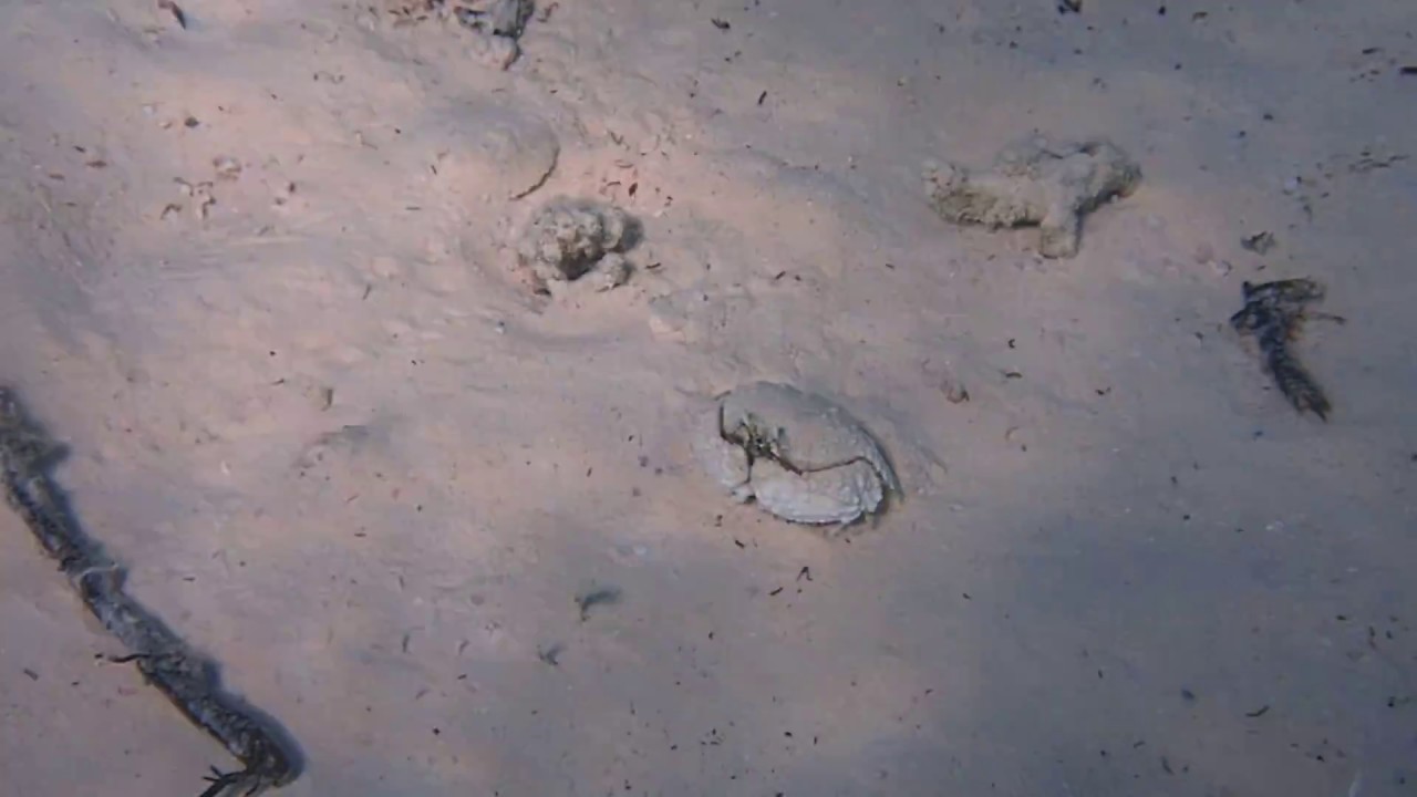 краб-коробочка Calappa hepatica, box crab - YouTube