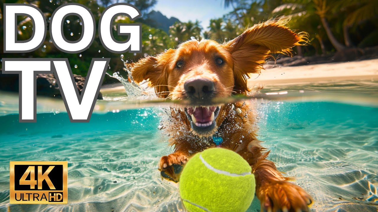 TV for Dogs (4K Video's of Dogs Playing Marathon with Calming Music 50 ...