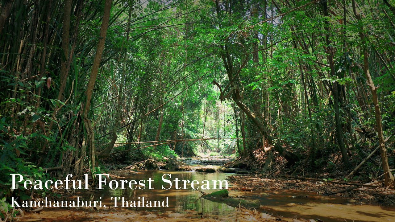 Peaceful Forest Stream, Cicada Sounds, Relaxing Nature Sounds, Birds ...