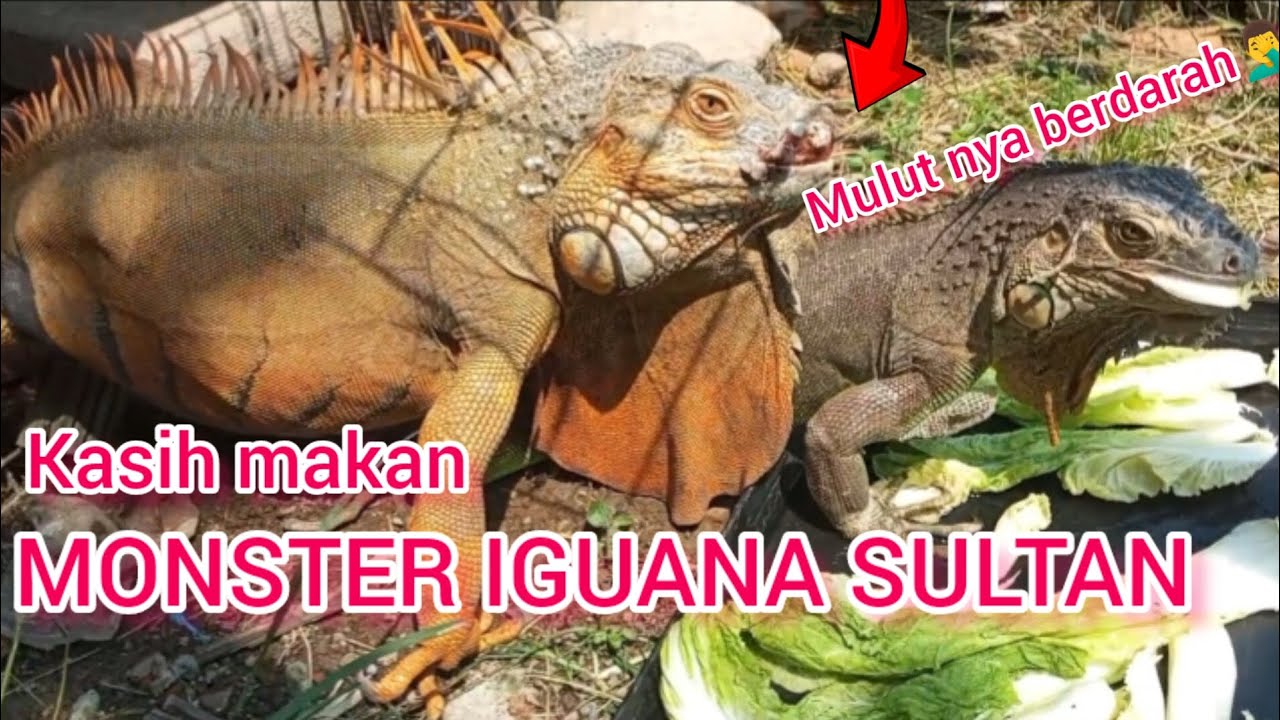 SEPASANG MONSTER IGUANA SULTAN MAKAN DILUAR KANDANG - YouTube