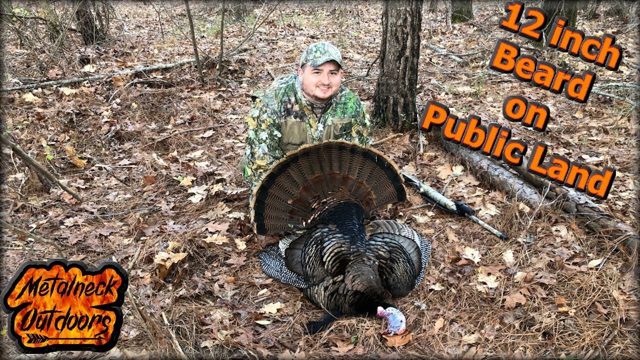 Alabama Public land Gobbler in the Bankhead National Forest using ...