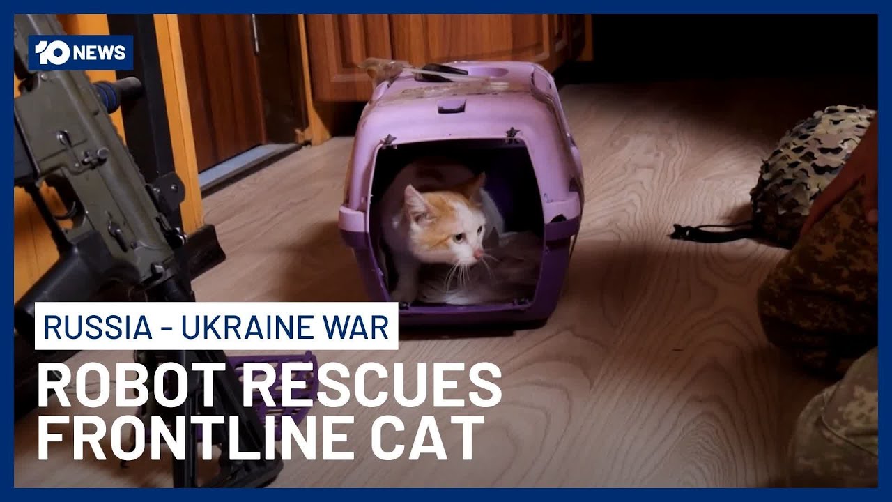 Ukrainian Troops Deploy Robot To Rescue Frontline Cat From Trenches In ...