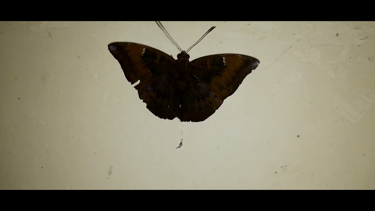 Euthalia aconthea : The common baron often called simply baron - YouTube