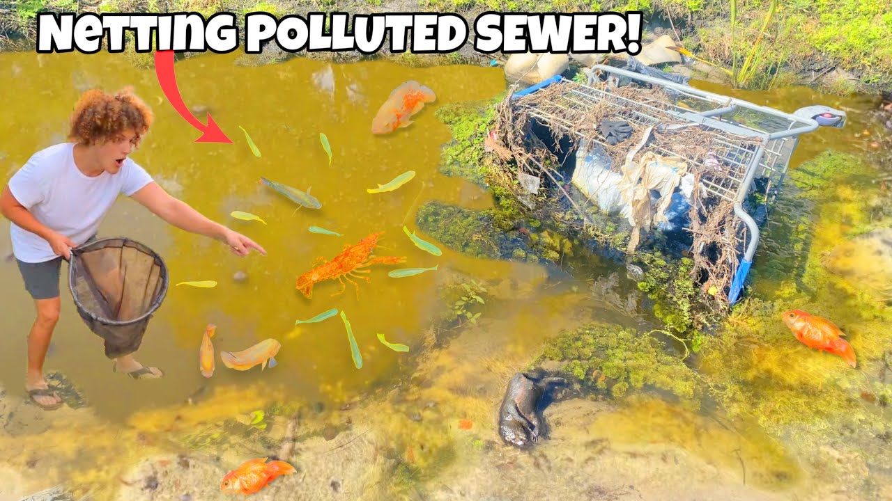 Netting POLLUTED Tunnel FILLED With AQUARIUM FISH! - YouTube