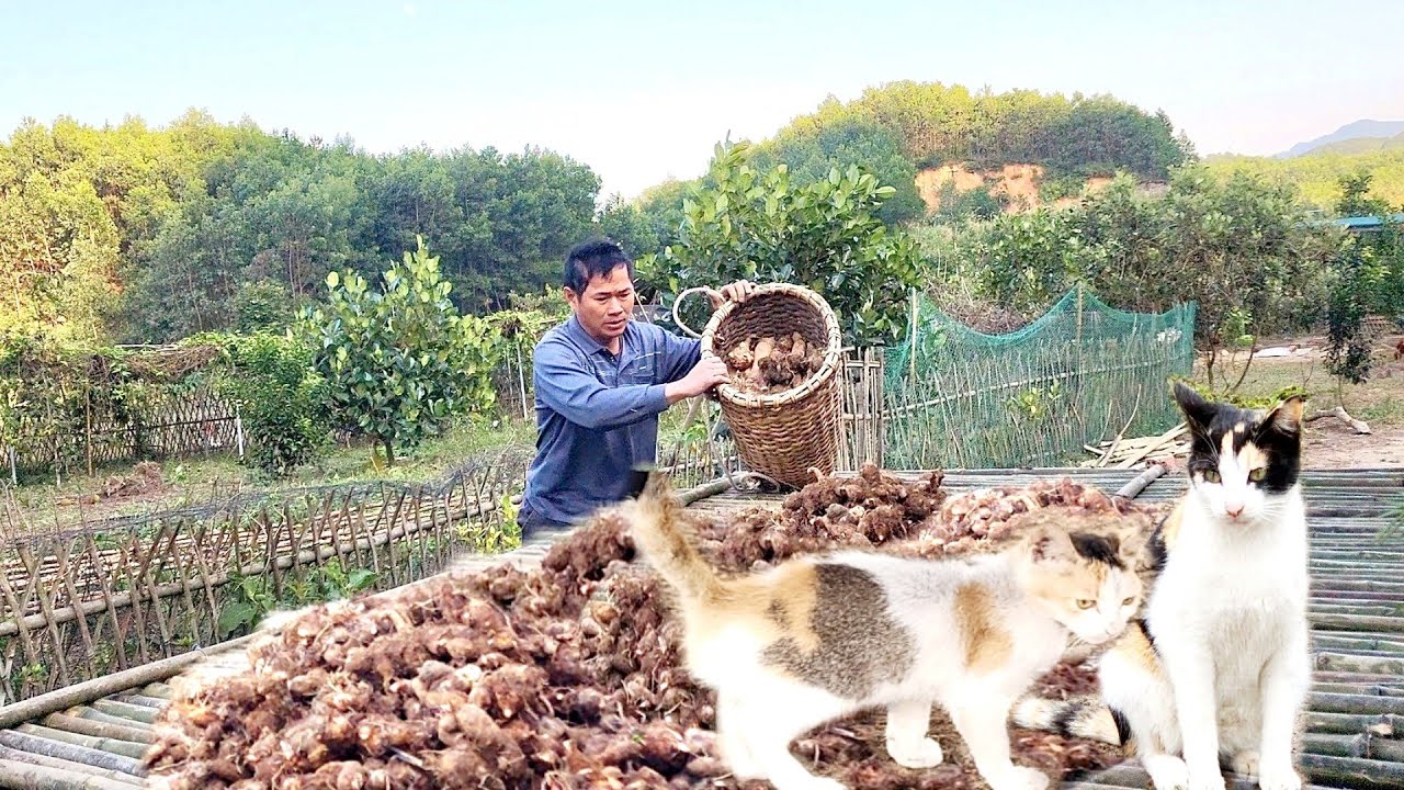 Go fill the fish tank with water, harvest taro, cultivate soil for ...