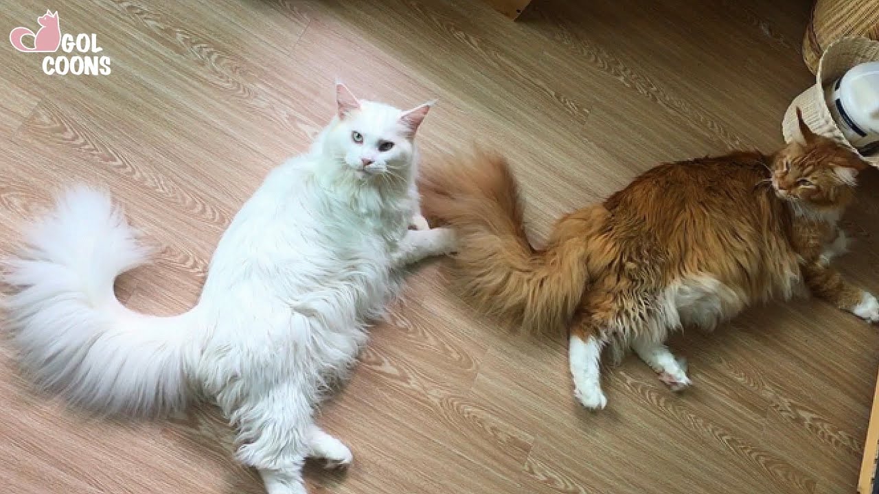 함께하는 메인쿤 고양이 ㅣ 고양이산책 │ Maine Coon Cat - YouTube