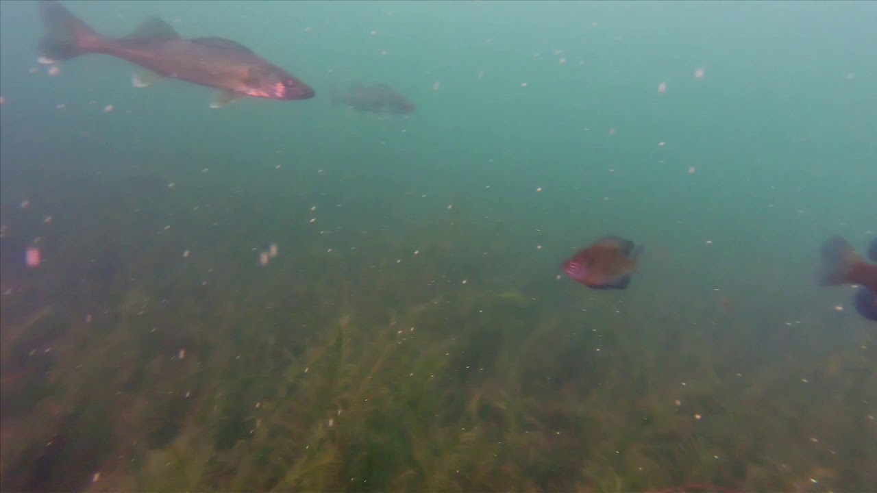 Trident Underwater Remotely Operated Vehicle (ROV) Test Dive - YouTube