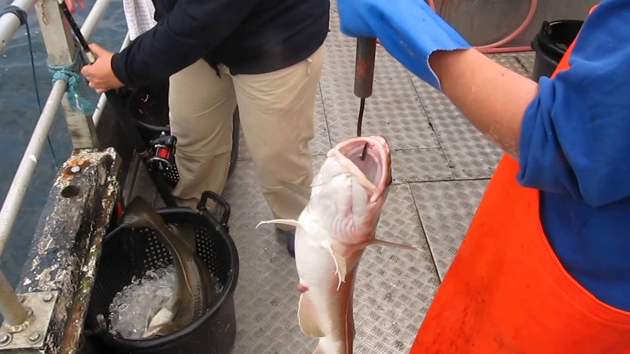North Sea Fishing Cod - YouTube