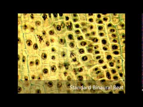 Stomach Colon Digestion Aid Binaural Beats